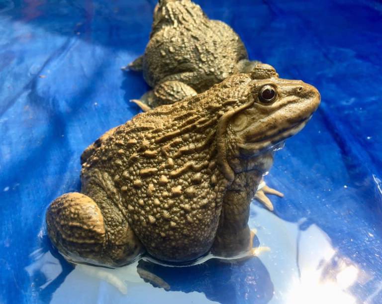 Kĩ thuật nuôi ếch theo từng giai đoạn - TÂN HỮU QUÍ